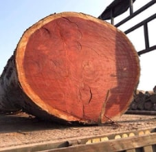 Cameroon Timber Export - Top Timber Exporter, Wholesaler, and Supplier