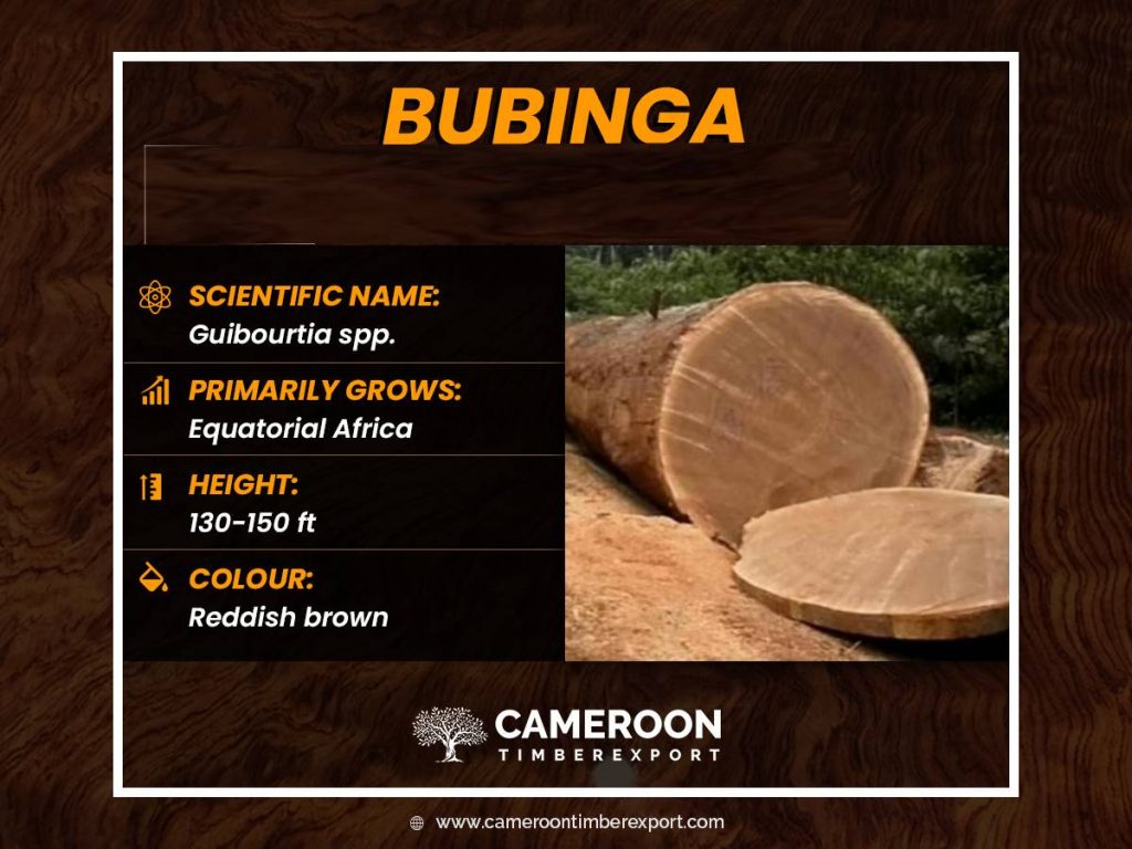 High-Quality Bubinga Timber For Sale at Affordable Price