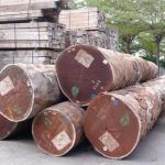 Cameroon Timber Export - Your Online Shop For Timber Exporting