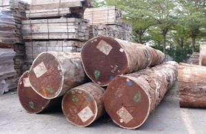Types Of Wood in Cameroon - A Guide By Timber Exporter