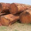 Azobe Wood Logs (Ekki) Suppliers, Exporters & Wholesalers