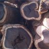 Types Of Wood in Cameroon - A Guide By Timber Exporter