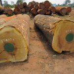 Cameroon Timber Export - Top Timber Exporter, Wholesaler, and Supplier