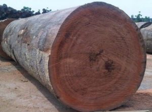 Mahogany Wood Logs Suppliers, Wholesalers, Exporters