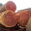 Cameroon Timber Export - Top Timber Exporter, Wholesaler, and Supplier