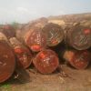 100% Genuine Spruce Wood Available at Best Price