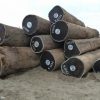 Buy Guanacaste Wood Online at Wholesale Prices