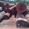 Tali Wood Logs Supplying & Exporting By Cameroon Timber Export