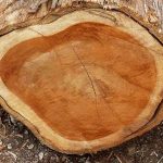 Azobe Wood Logs (Ekki) Suppliers, Exporters & Wholesalers