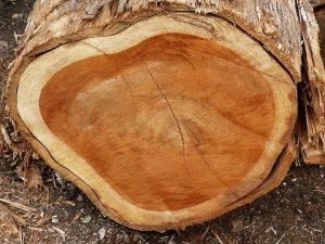 ZebraWood Available For Sale At Affordable Prices