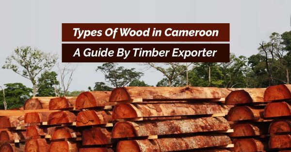 Official Cameroon Timber Export Blog - Choose The One Suitable For You