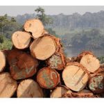 Cameroon Timber Export - Your Online Shop For Timber Exporting