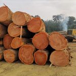 Azobe Wood Logs (Ekki) Suppliers, Exporters & Wholesalers