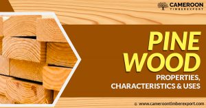 Pine Wood: Properties, Characteristics & Uses in Detail