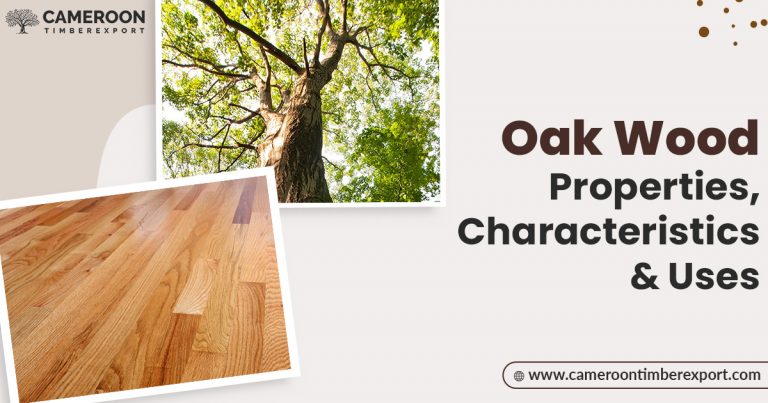 Oak Wood: Properties, Characteristics & Uses in Detail