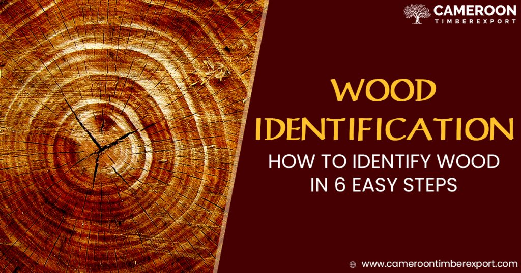 Timber Identification - How to Identify Wood in 6 Easy Steps?