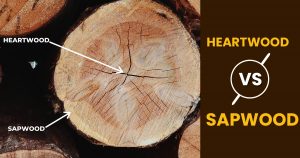 Heartwood vs Sapwood : Differences Based On Properties & Uses