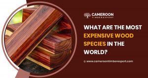 WHAT ARE THE MOST EXPENSIVE WOOD IN THE WORLD?