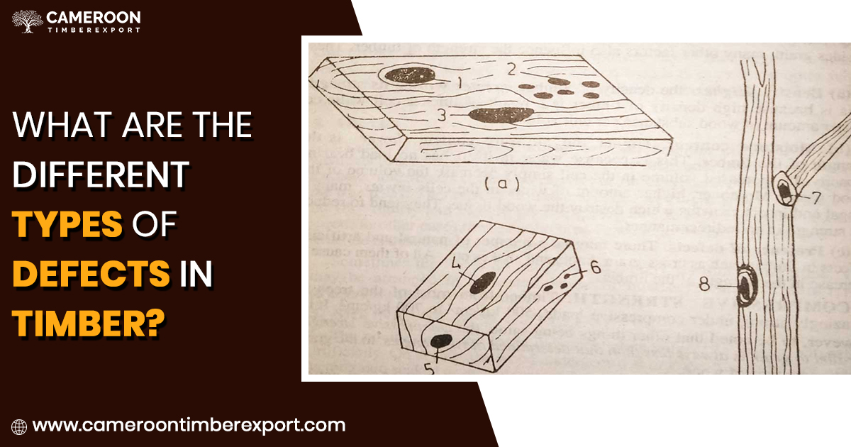 What Are The Different Types Of Defects In Timber 