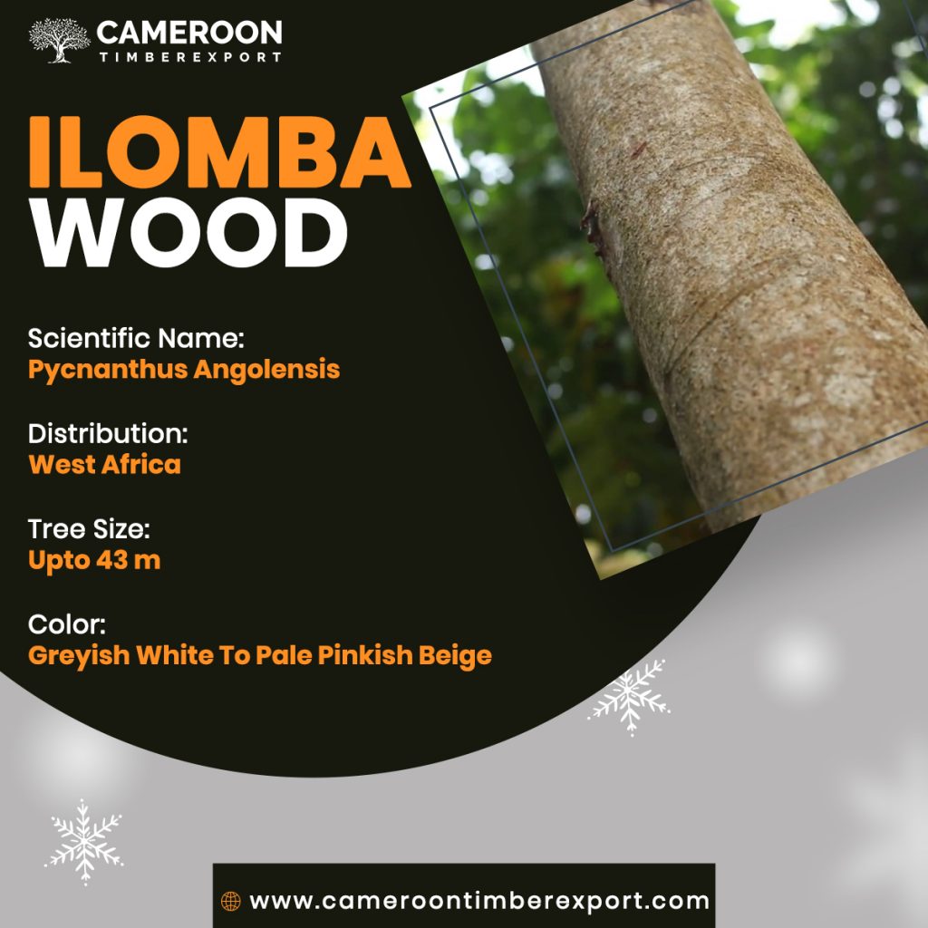 Ilomba Wood Wholesale Supplier and Exporter| Best Price Guarantee