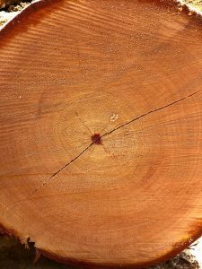 Ilomba Wood Wholesale Supplier and Exporter| Best Price Guarantee