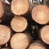 Finest Quality Sipo Wood For Sale at Affordable Price