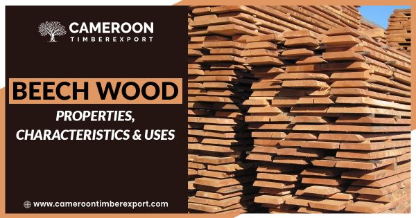 Beech Wood: Properties, Characteristics and Uses
