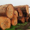 Cameroon Timber Export - Your Online Shop For Timber Exporting