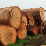 Cameroon Timber Export - Your Online Shop For Timber Exporting