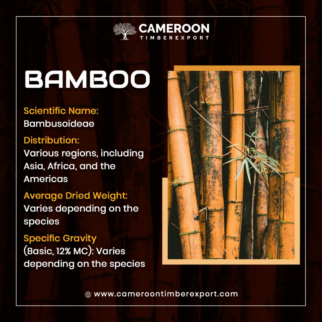 Top-Quality Bamboo For Sale at Wholesale Price