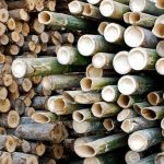 Cameroon Timber Export - Your Online Shop For Timber Exporting