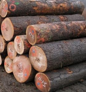 Sheoak Wood Available for Sale at Wholesale Price